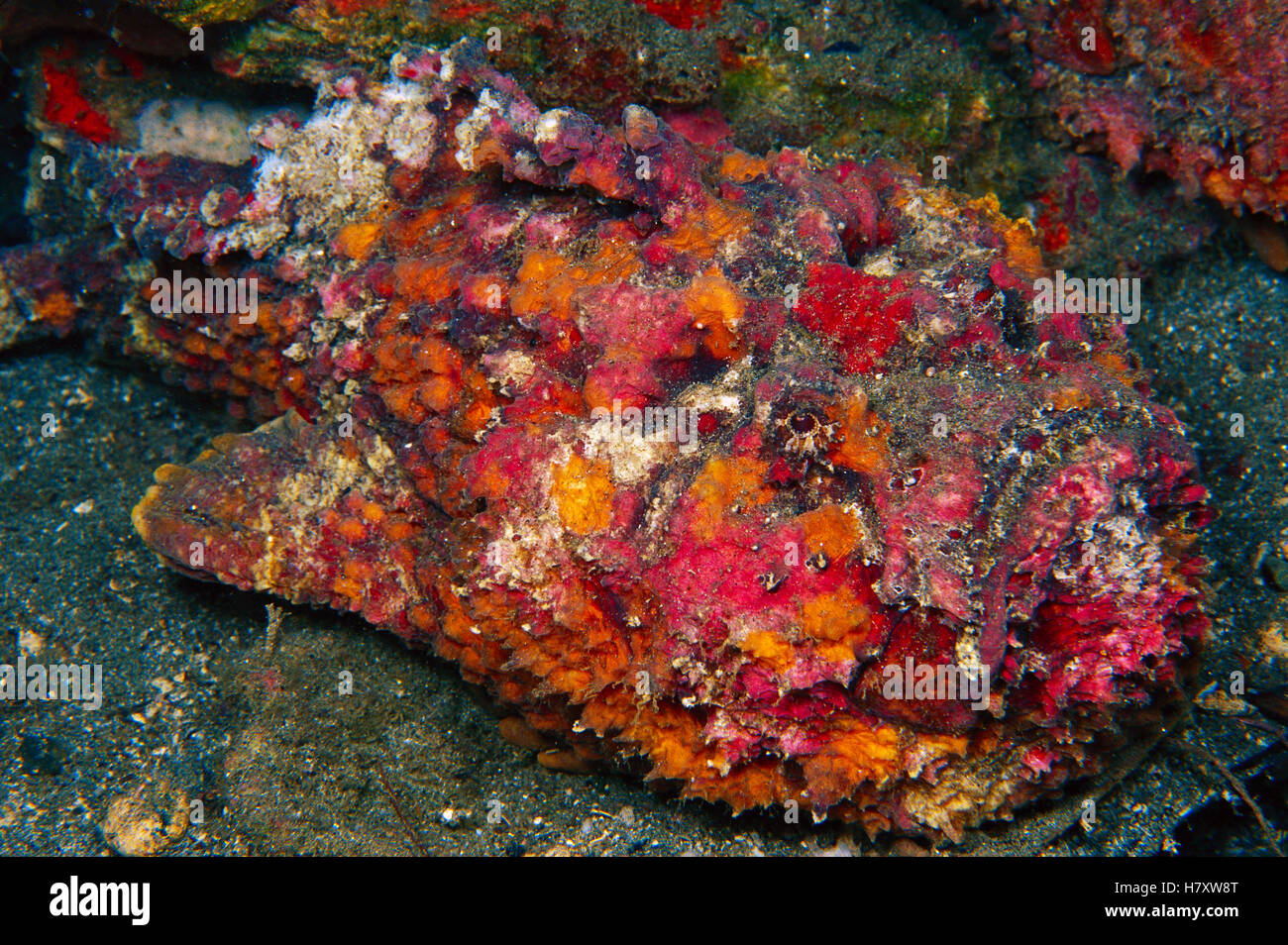 Reef Stonefish (Synanceia verrucosa), Papua New Guinea Stock Photo - Alamy