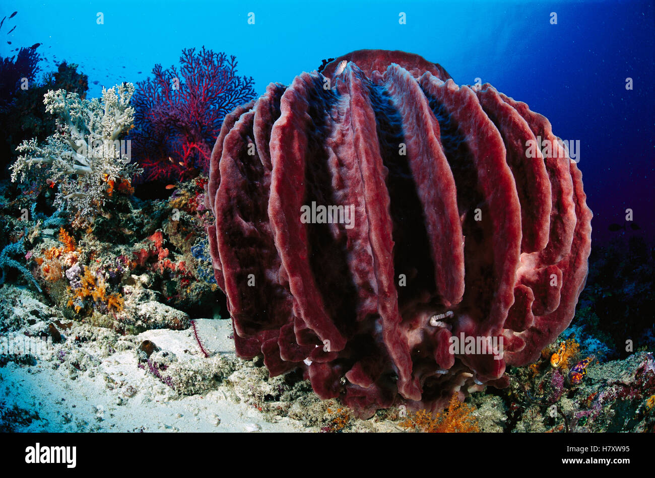 Giant Barrel Sponge (Xestospongia sp), Indonesia Stock Photo - Alamy