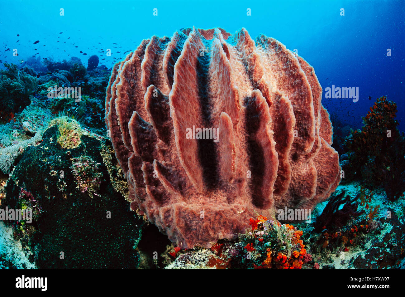 Giant Barrel Sponge (Xestospongia sp), Indonesia Stock Photo - Alamy