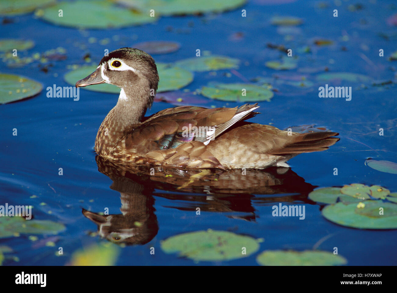 Wood Duck (Aix sponsa) female, Kensington Metropark, Michigan Stock ...