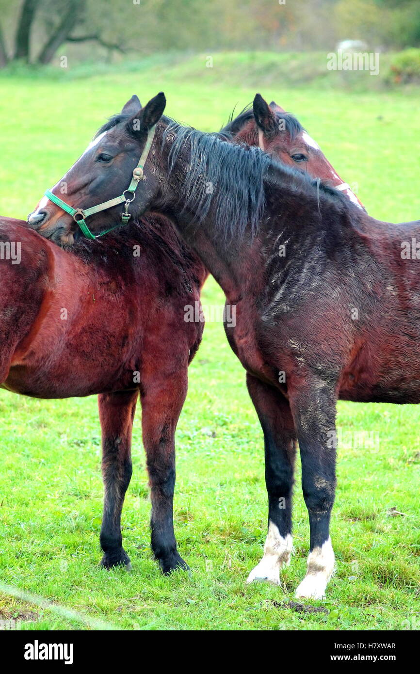 Cute couple cuddling hi-res stock photography and images - Alamy