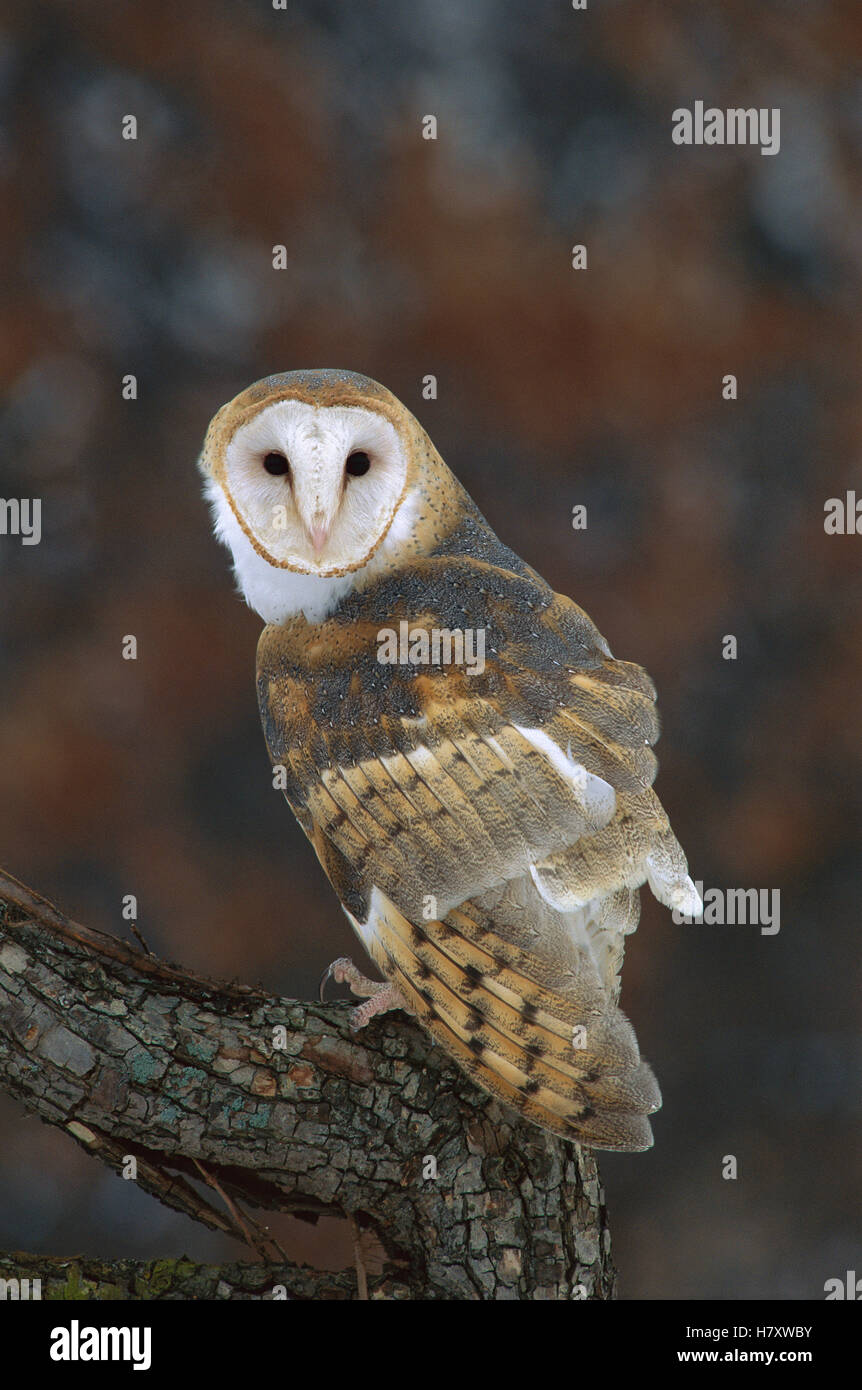Barn Owl (Tyto alba), Michigan Stock Photo - Alamy