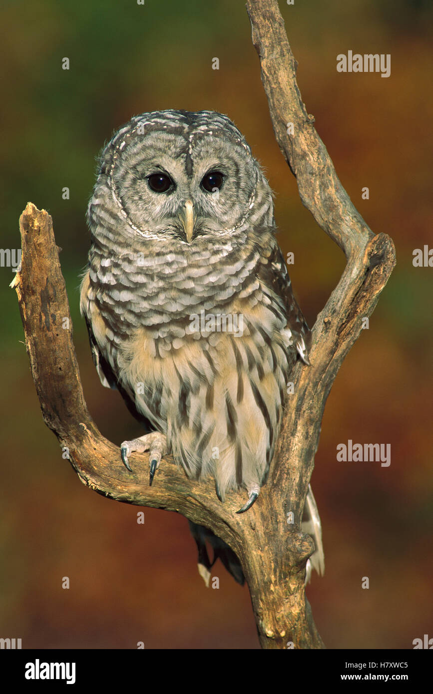 Barred Owl (Strix varia), Howell, Michigan Stock Photo - Alamy