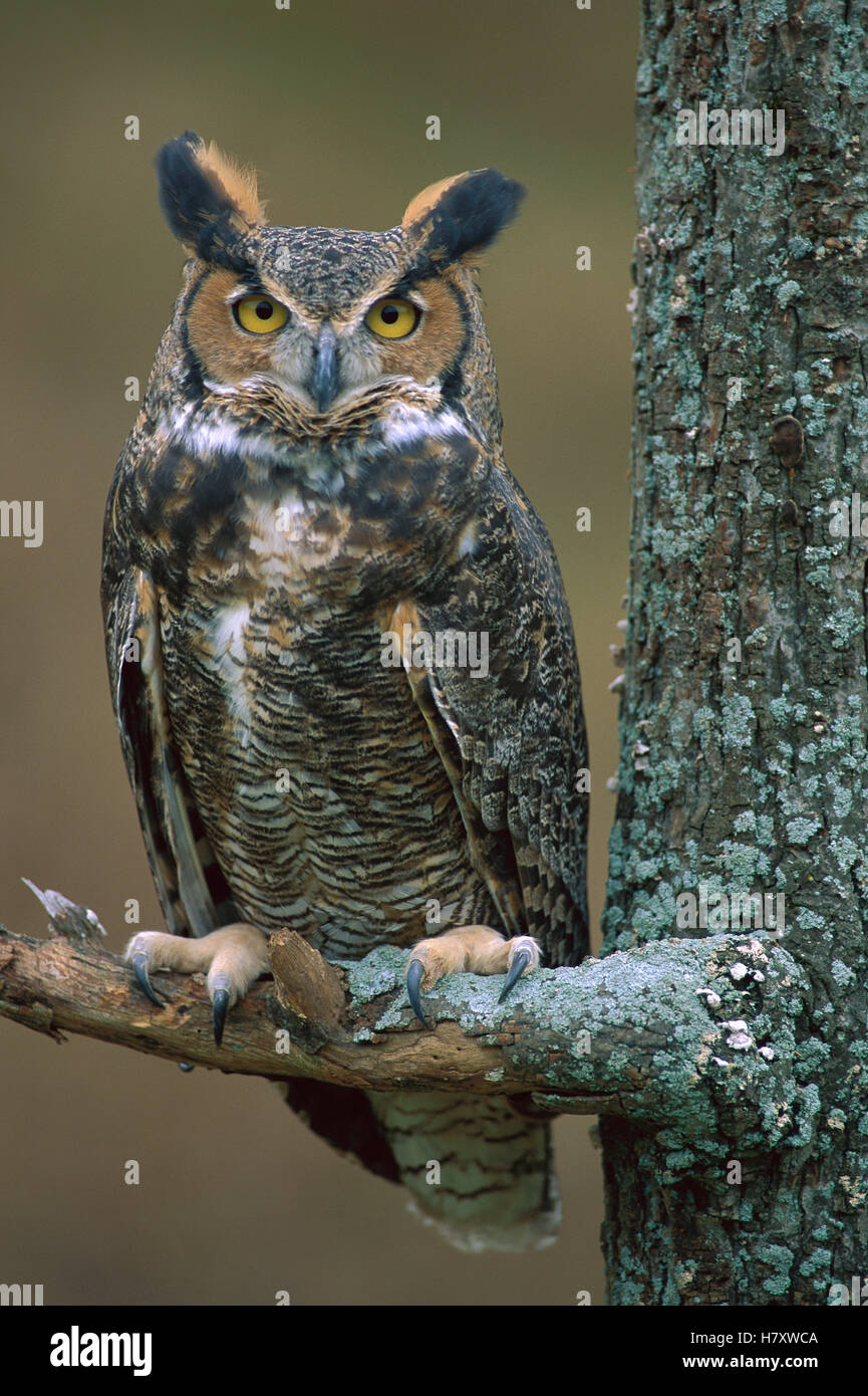 Great Horned Owl (Bubo virginianus), Howell, Michigan Stock Photo - Alamy