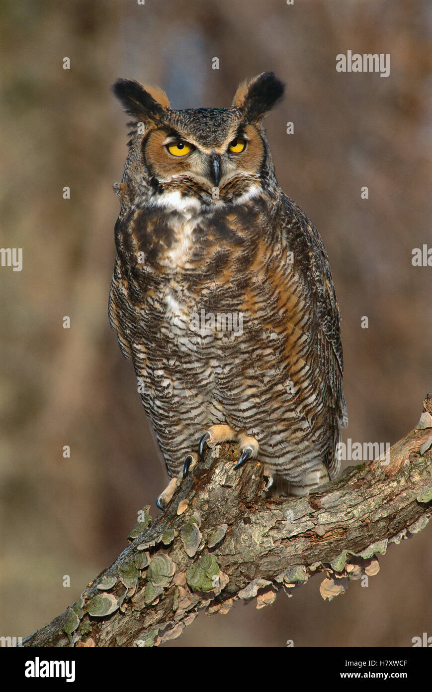 Great Horned Owl (Bubo virginianus), Howell, Michigan Stock Photo - Alamy