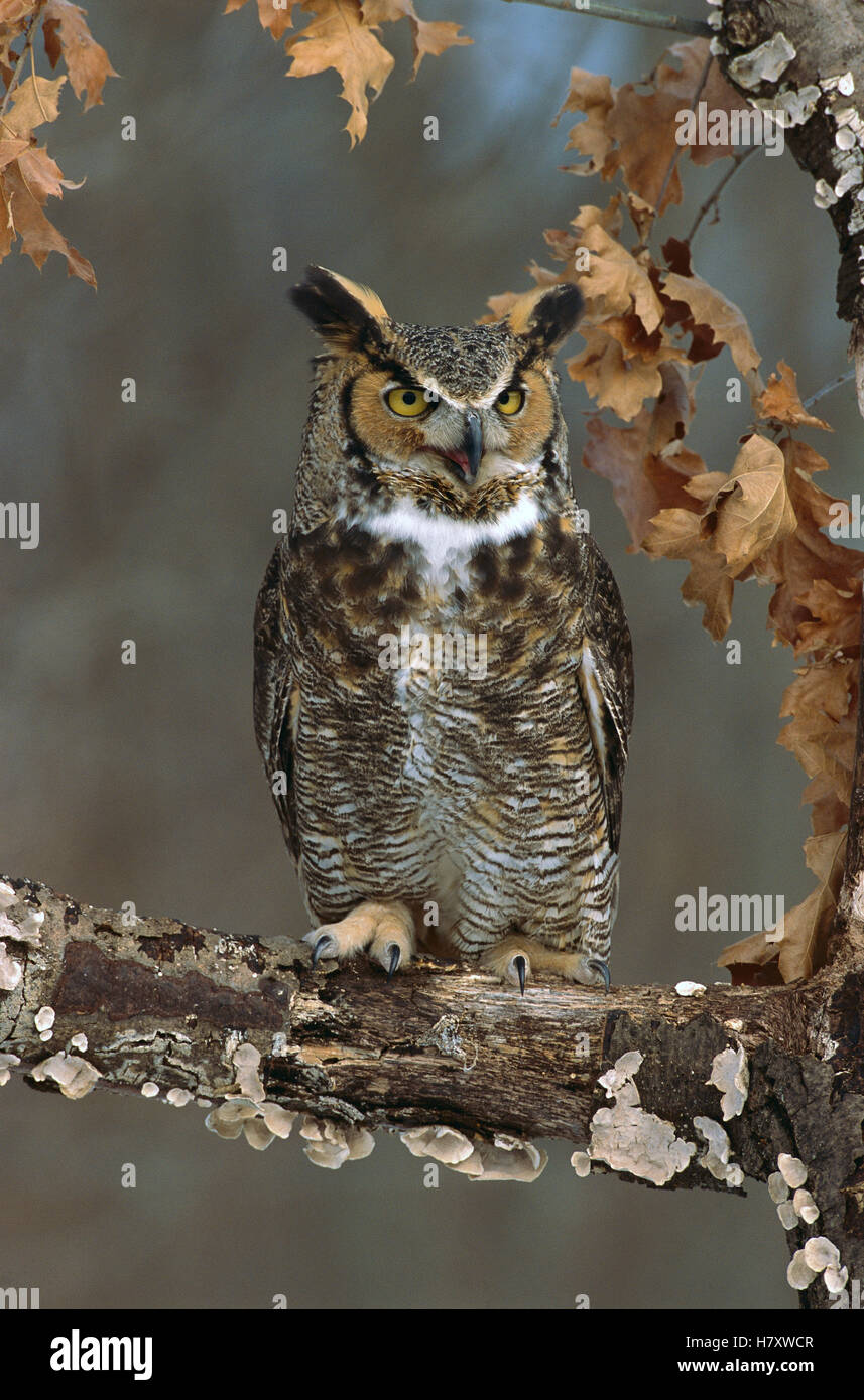 Great Horned Owl (Bubo virginianus), Howell, Michigan Stock Photo - Alamy