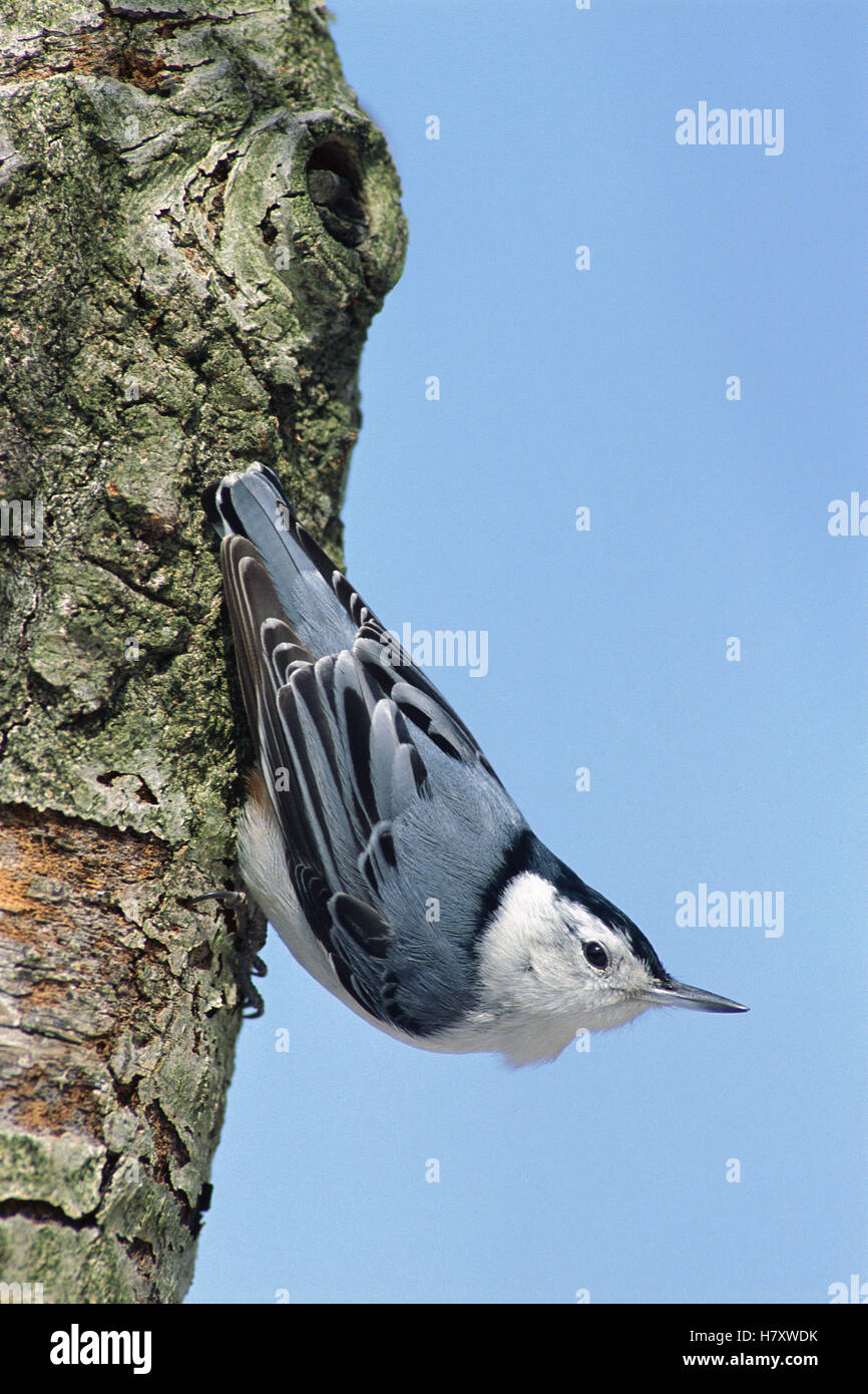White-breasted Nuthatch (Sitta carolinensis), Kensington Metropark ...