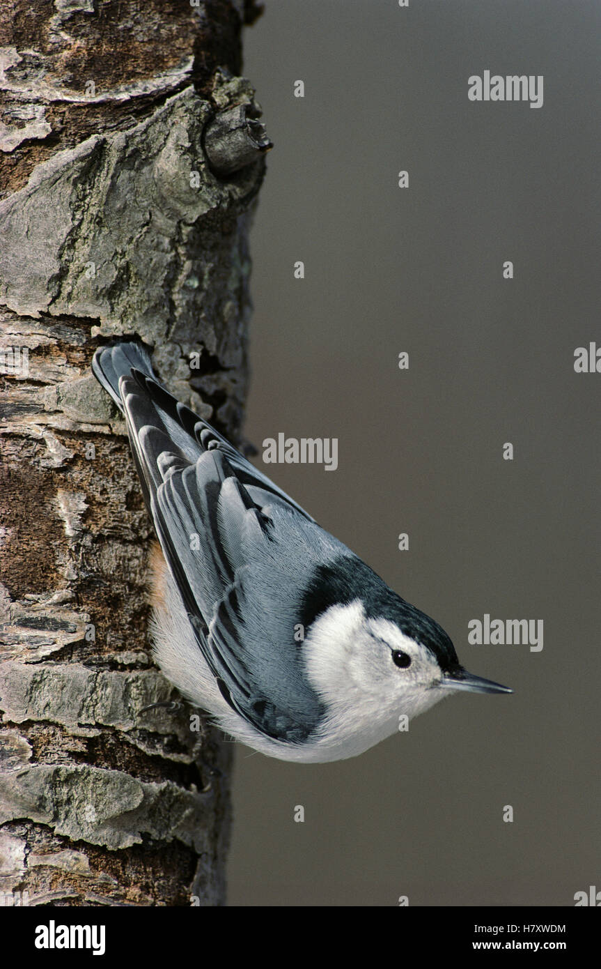White-breasted Nuthatch (Sitta carolinensis), Kensington Metropark ...