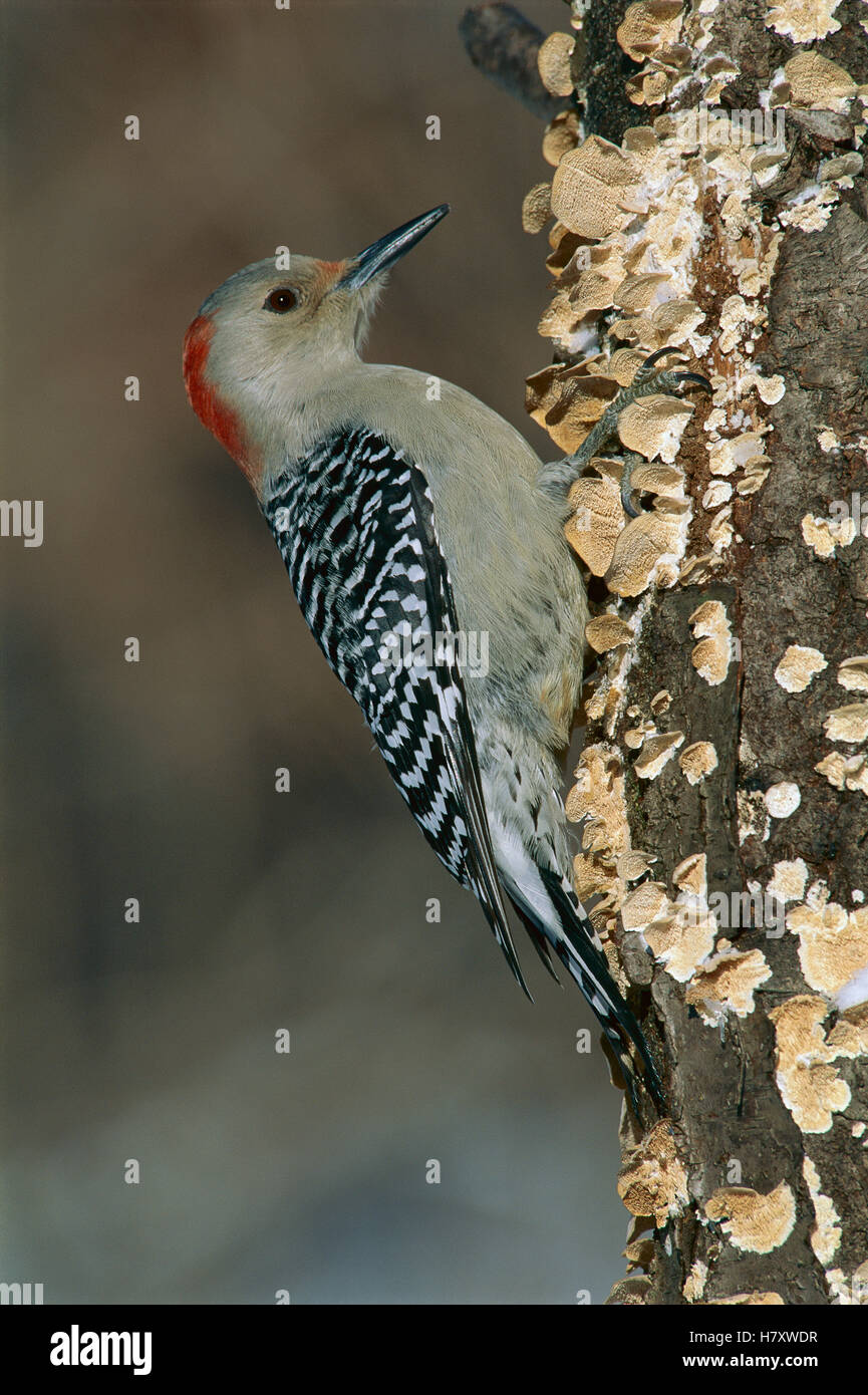Red-bellied Woodpecker (Melanerpes carolinus) female, Kensington ...