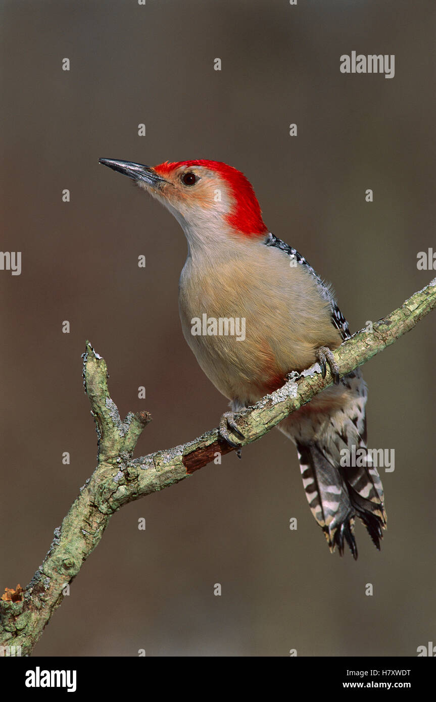 Red-bellied Woodpecker (Melanerpes carolinus) male, Kensington ...