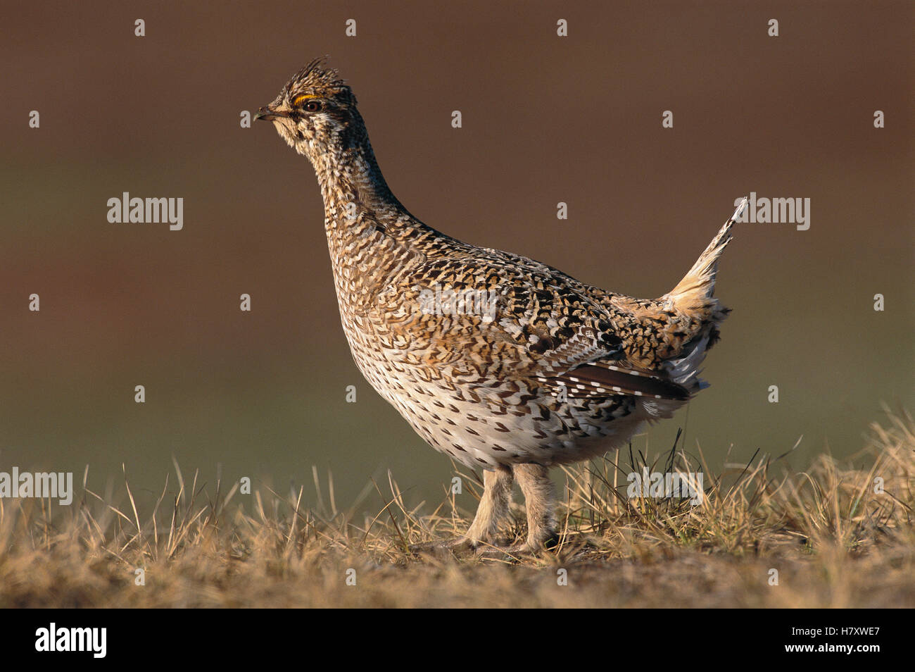 Sharp-tailed Grouse (Tympanuchus phasianellus) male, Seney National ...