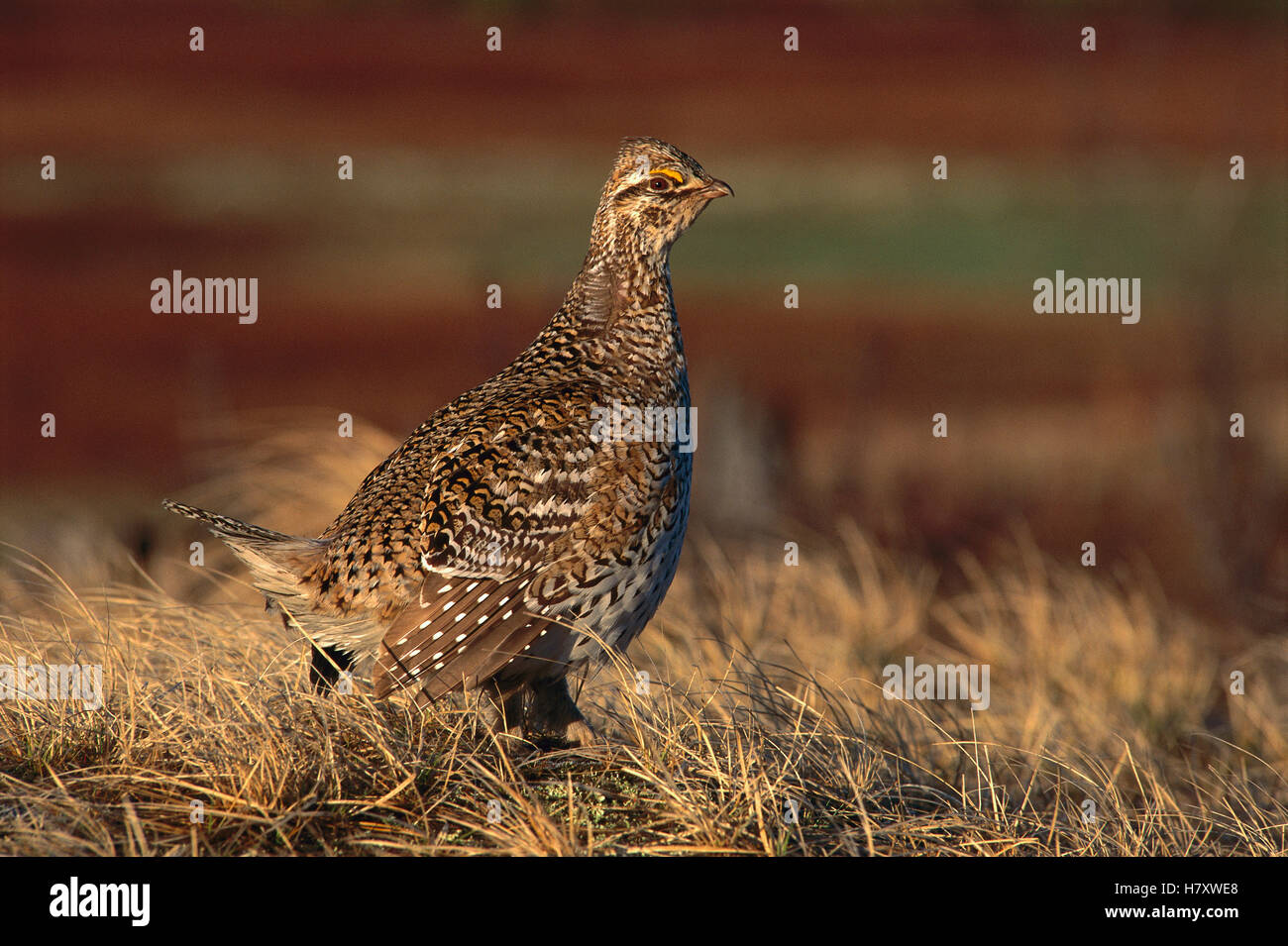 Sharp-tailed Grouse (Tympanuchus phasianellus) male, Seney National ...