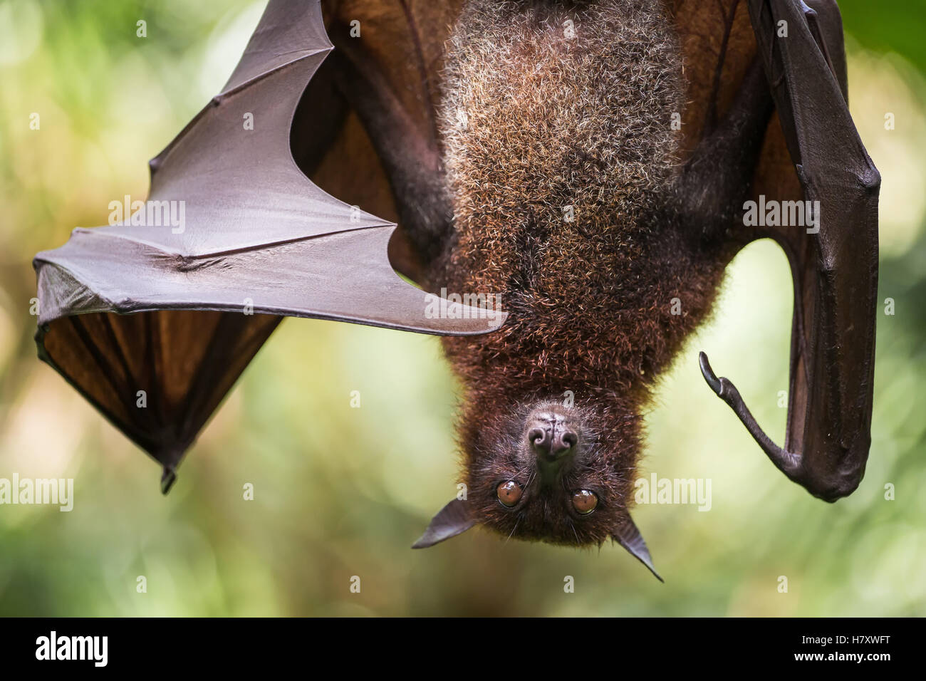 Large Malayan flying fox close-up portrait Stock Photo - Alamy