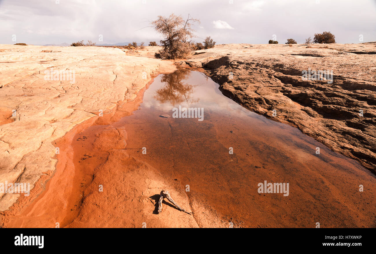 High desert after a rain storm; Monument Valley, Utah, United States of ...