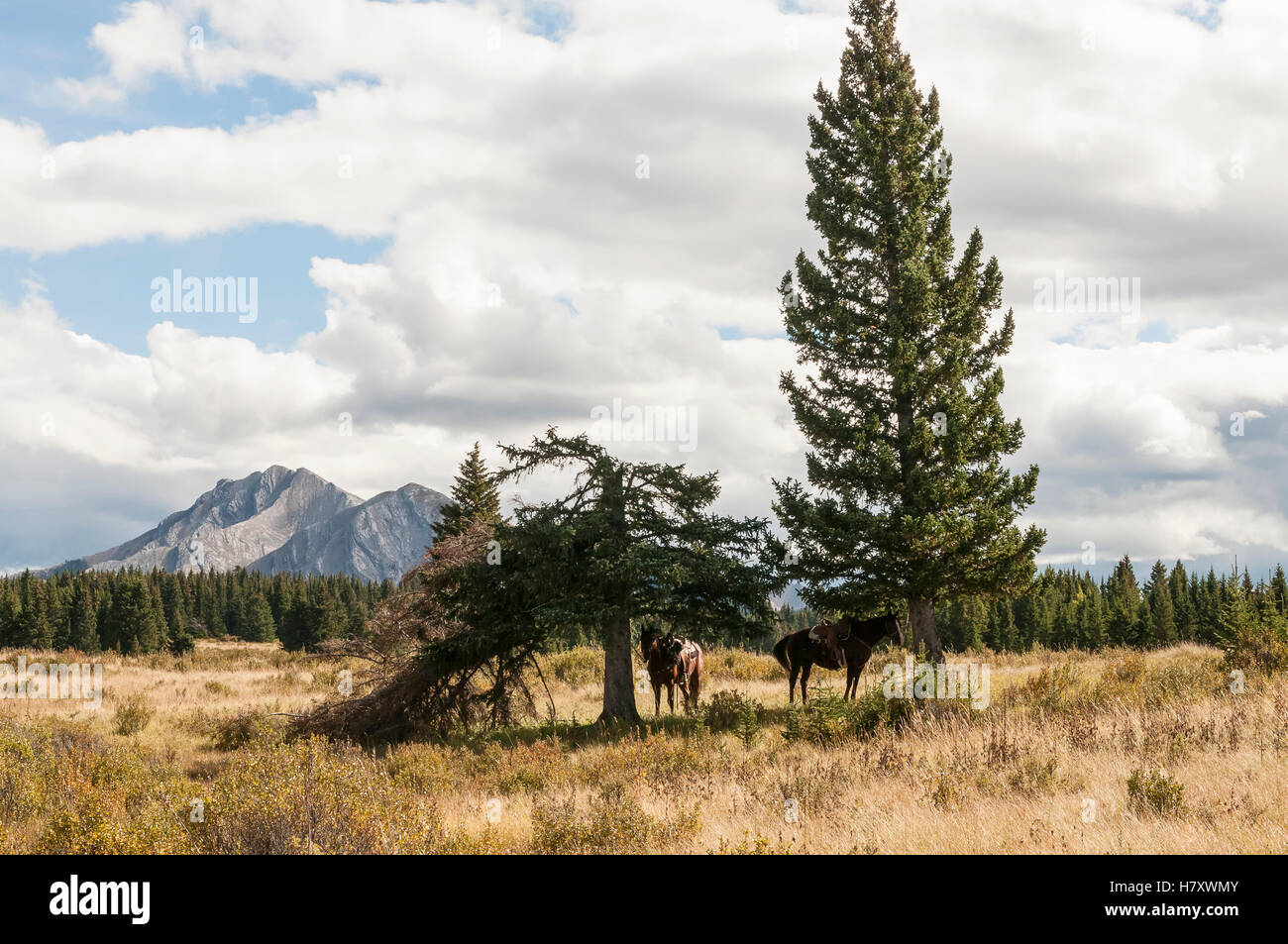 Horses standing underneath two pine trees, one broken, Ya-Ha-Tinda ...