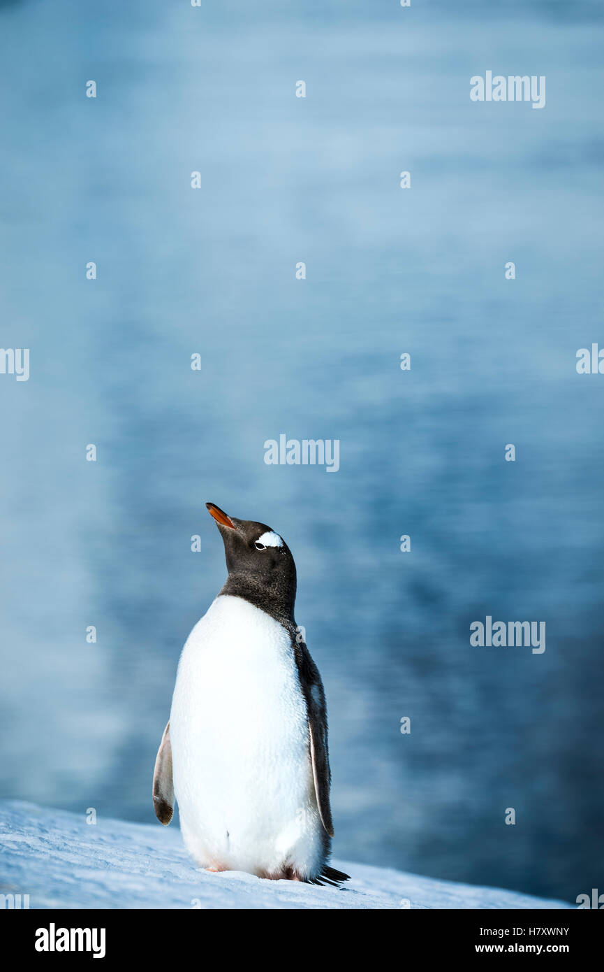 Lone Gentoo penguin (Pygoscelis papua) standing on a snowy slope with ...