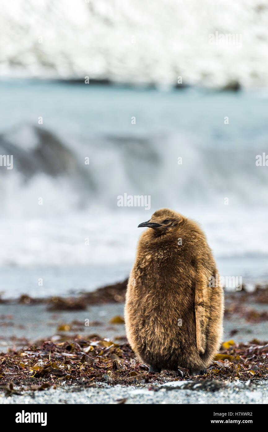 Juvenile King penguin (Aptenodytes patagonicus); Antarctica Stock Photo ...