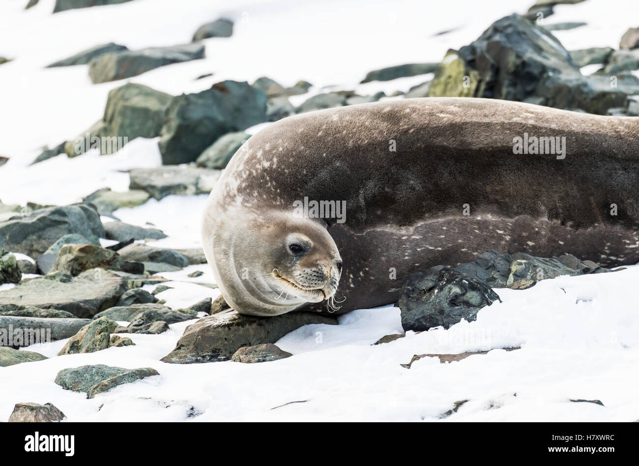 Seal laying hi-res stock photography and images - Alamy
