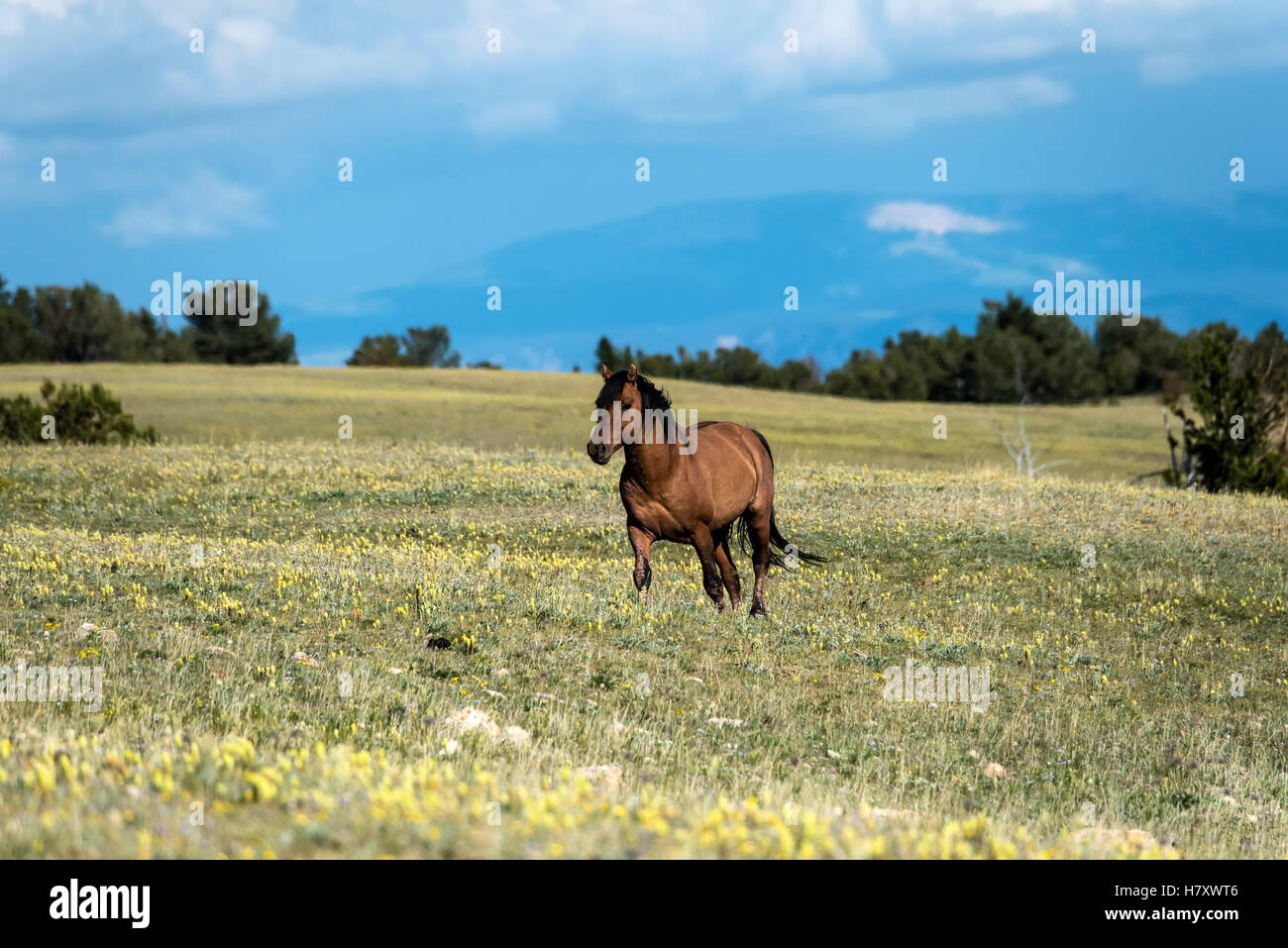 Pryor mountains wild horse range hi-res stock photography and images ...