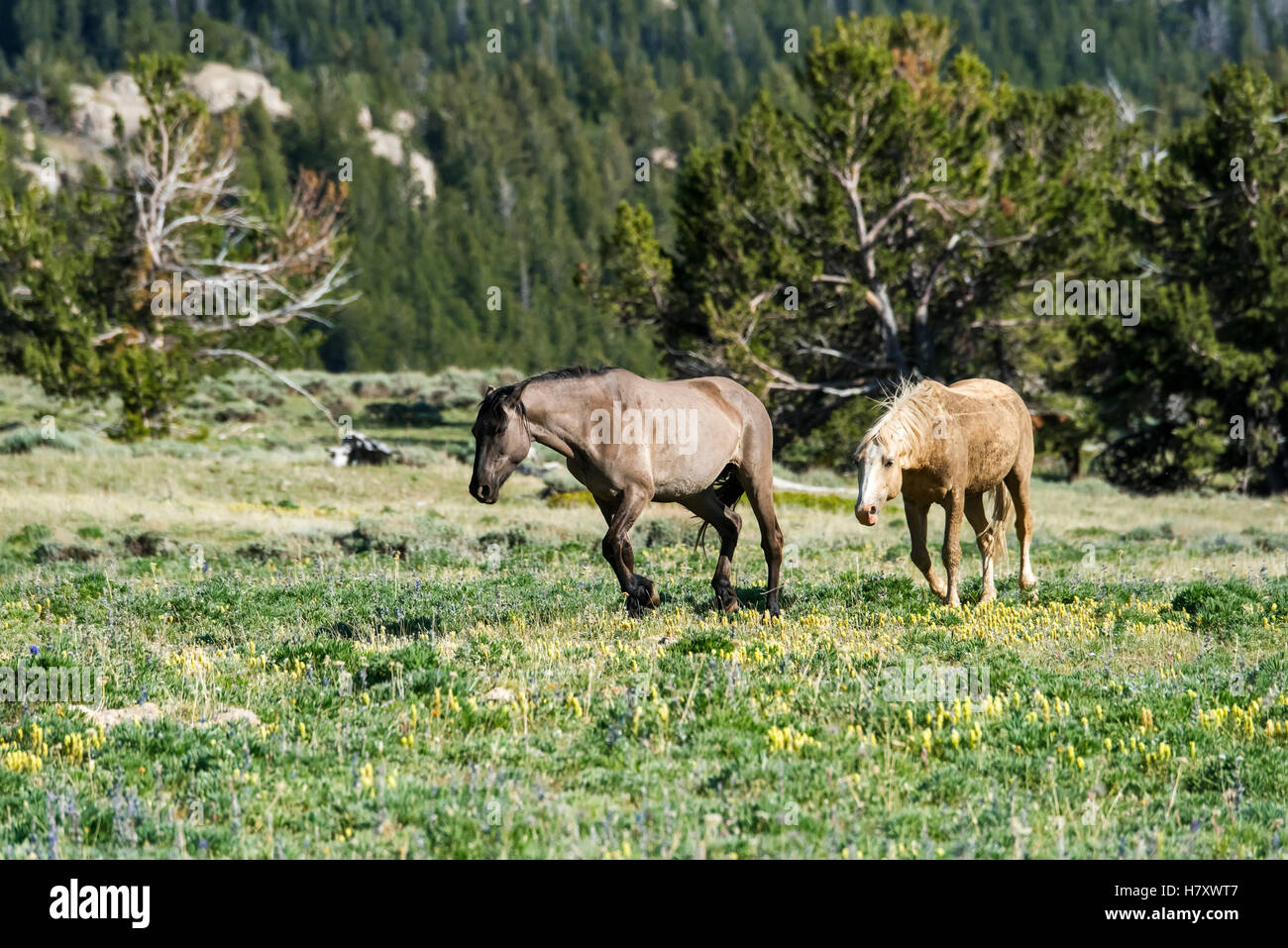 Wild horses, Pryor Mountains Wild Horse Refuge, Montana-Wyoming border ...