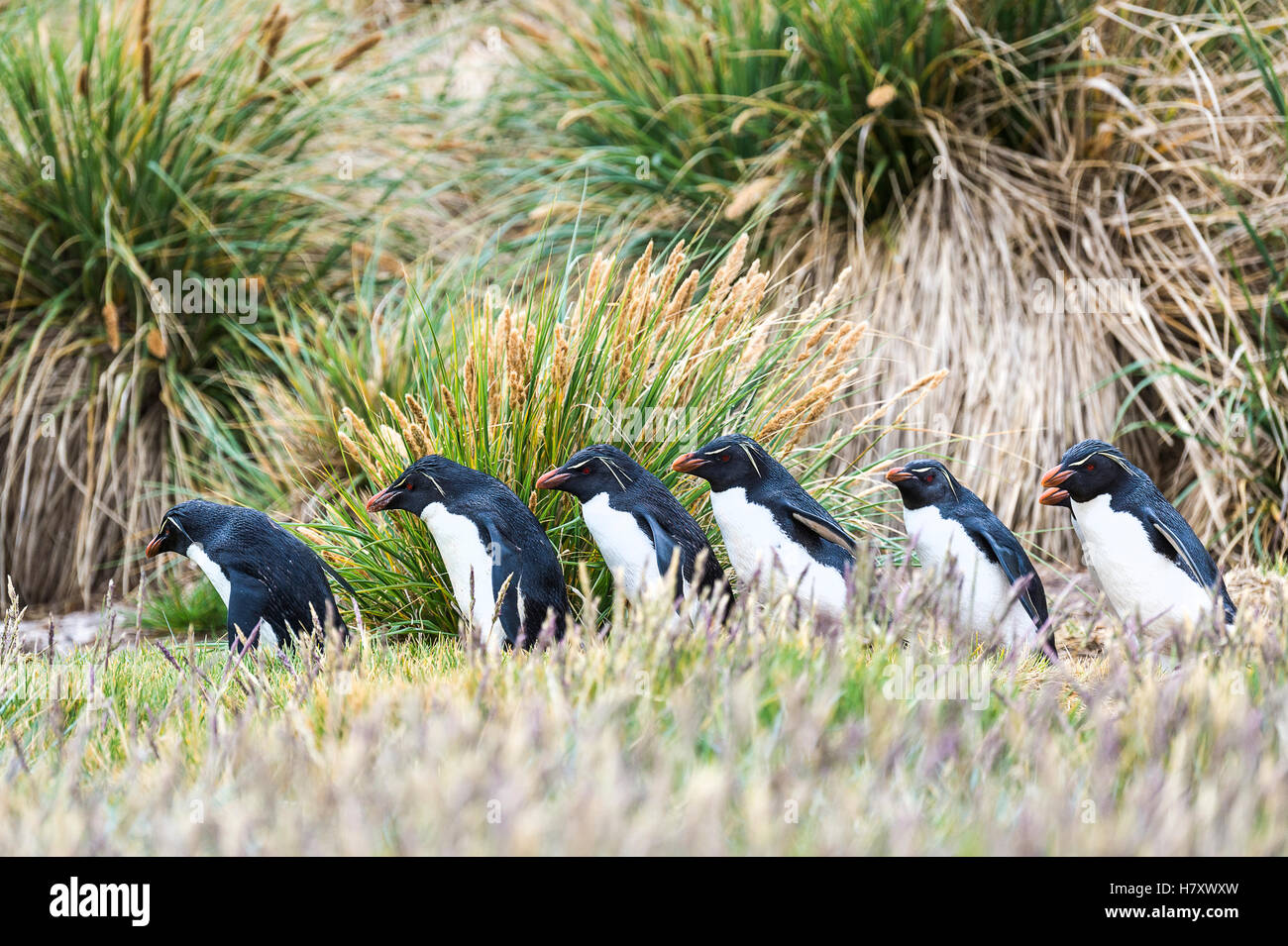 Penguins in a row hi-res stock photography and images - Alamy