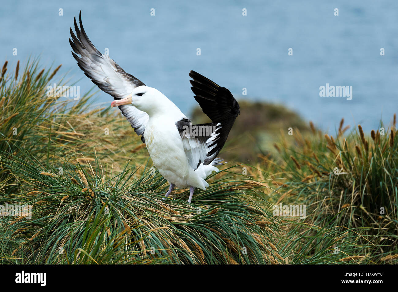 Bird flapping it's wings on the grass Stock Photo - Alamy