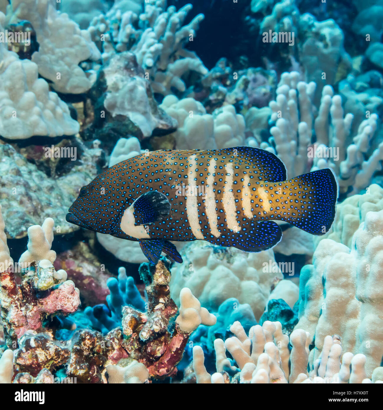 Peacock Grouper (Cephalopholis argus) surrounded by coral that was ...