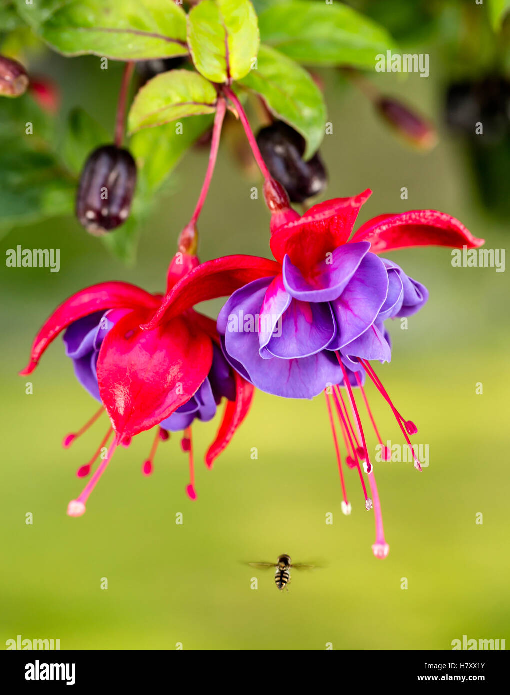 Close up of fuchsia and insect in garden; South-central Alaska; Eagle ...