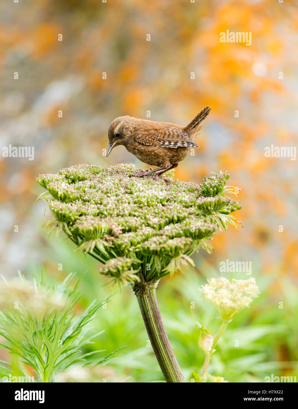 Wild celery hi-res stock photography and images - Alamy