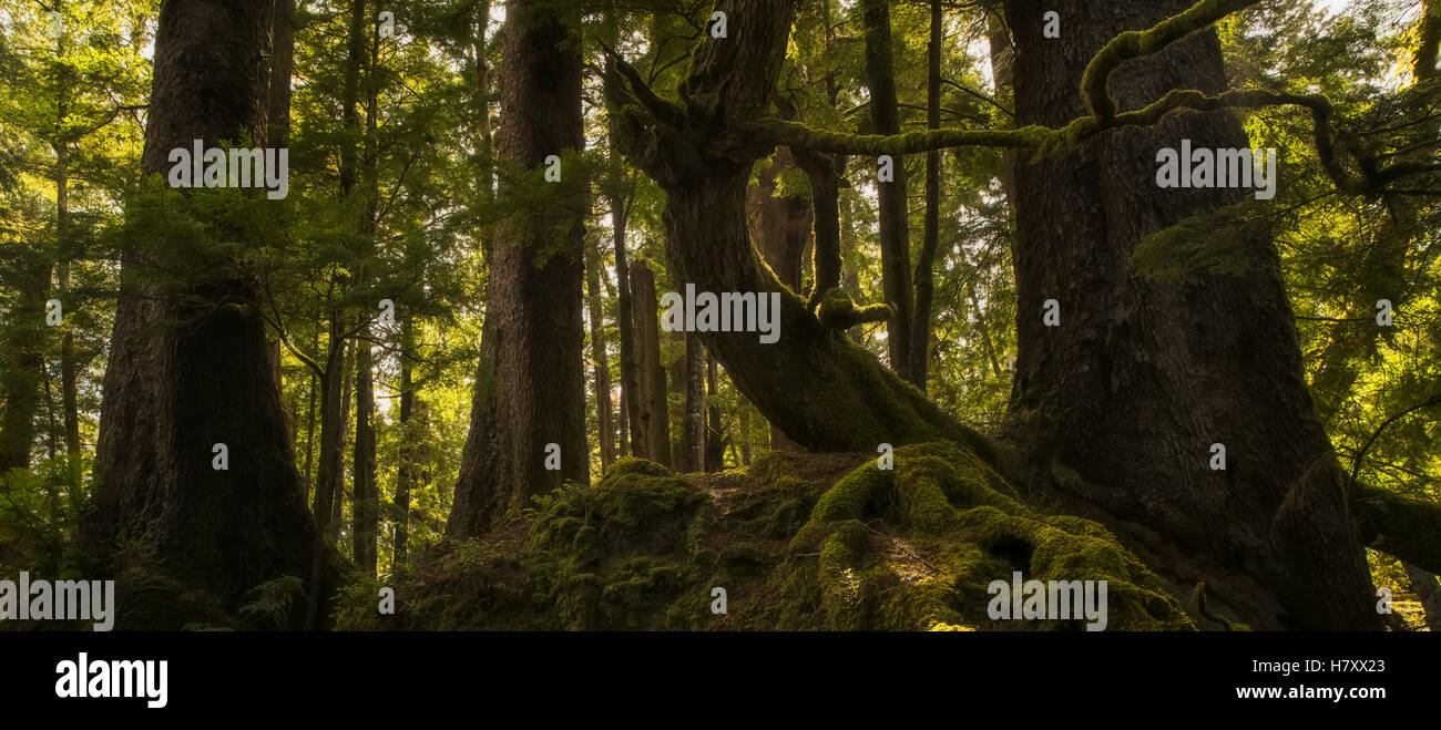 The old growth trees of Haida Gwaii come to life as the sun shines ...