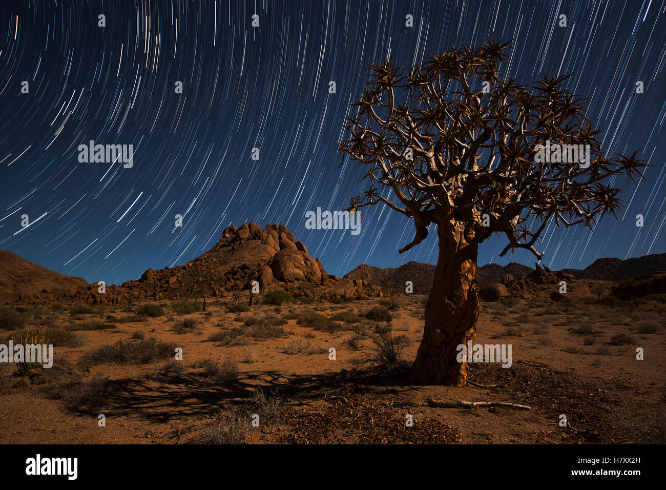 Star trails above a quiver tree (kokerboom or aloe dichotoma) in ...