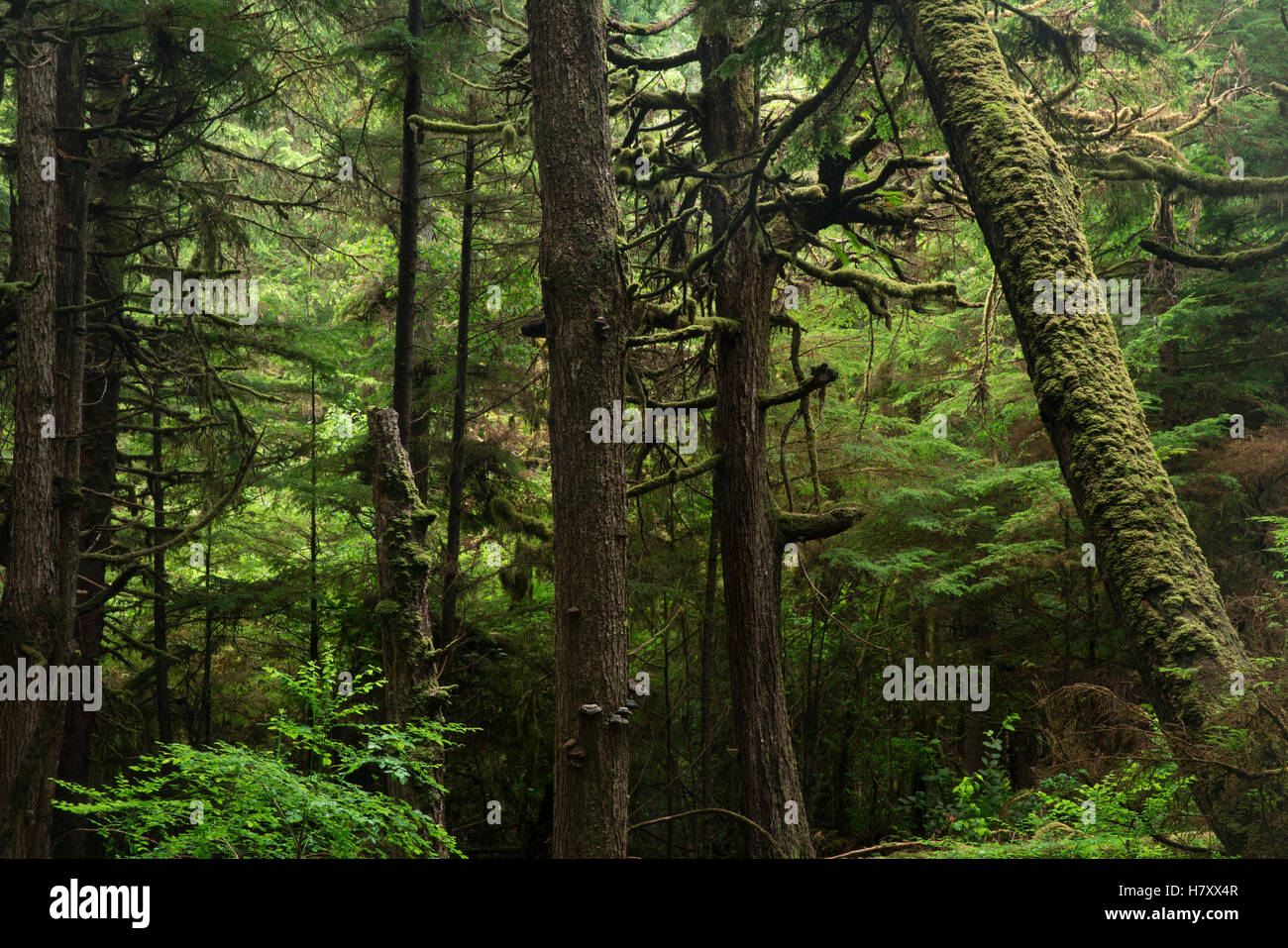 Lush rainforest; Haida Gwaii, British Columbia, Canada Stock Photo - Alamy