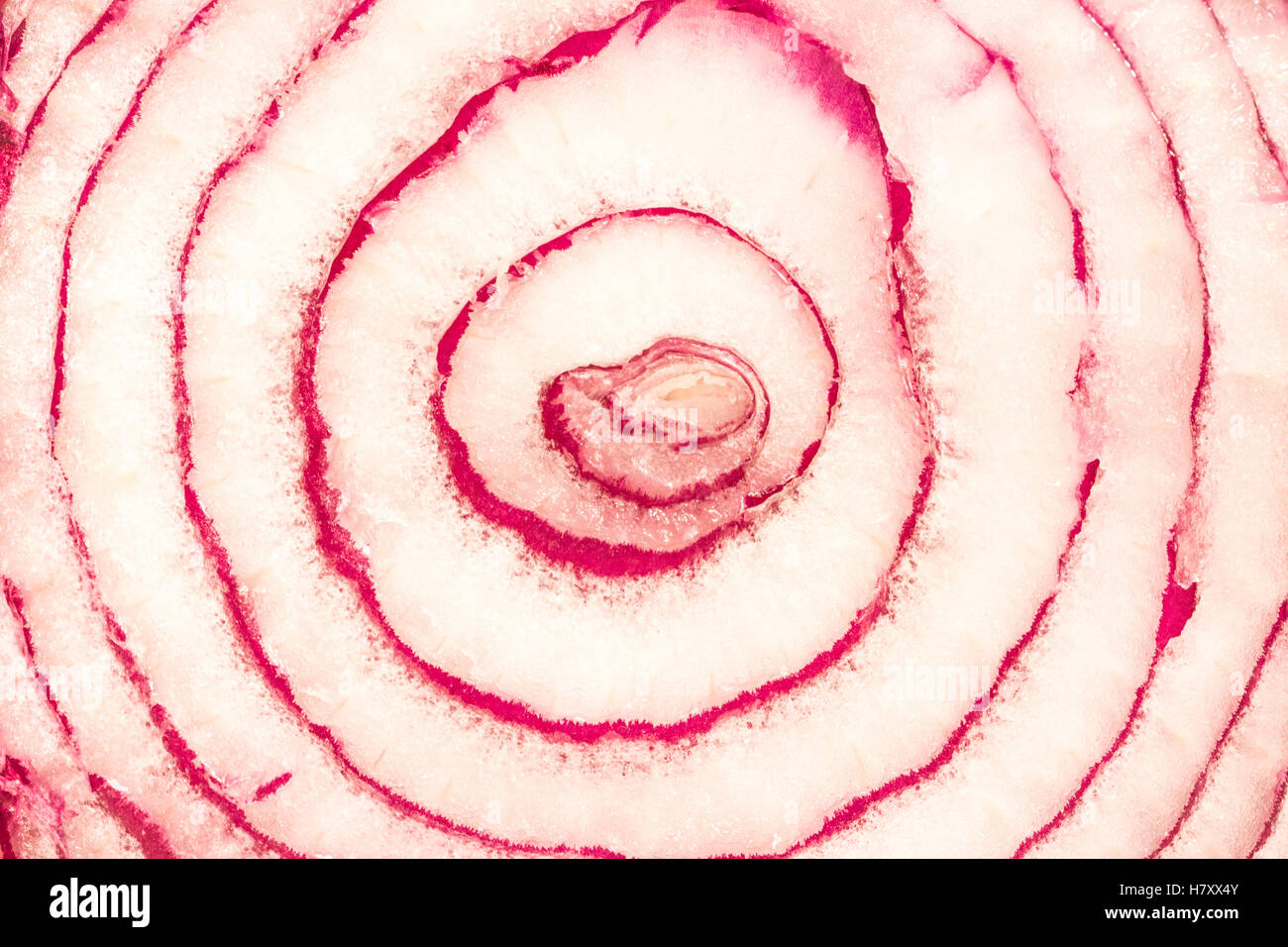 Closeup of red onion texture Stock Photo - Alamy