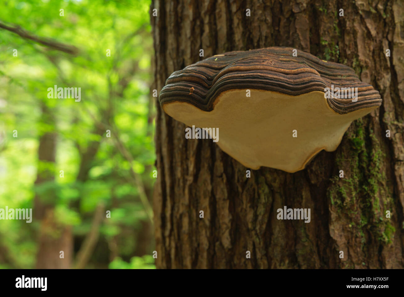 Dead tree bracket fungi hi-res stock photography and images - Alamy
