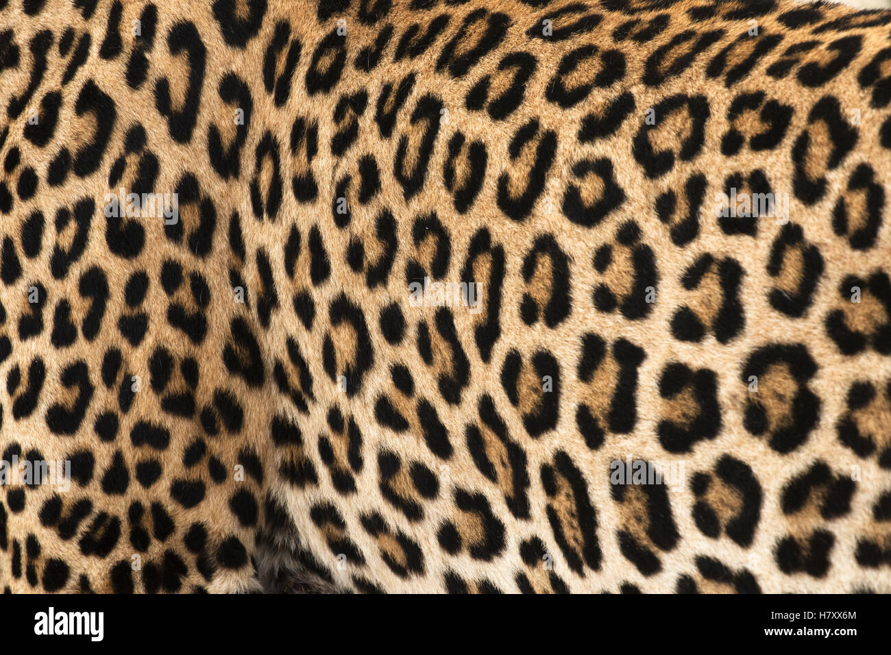 Close up of the spotted skin of the Leopard (panthera pardus), Sabi ...