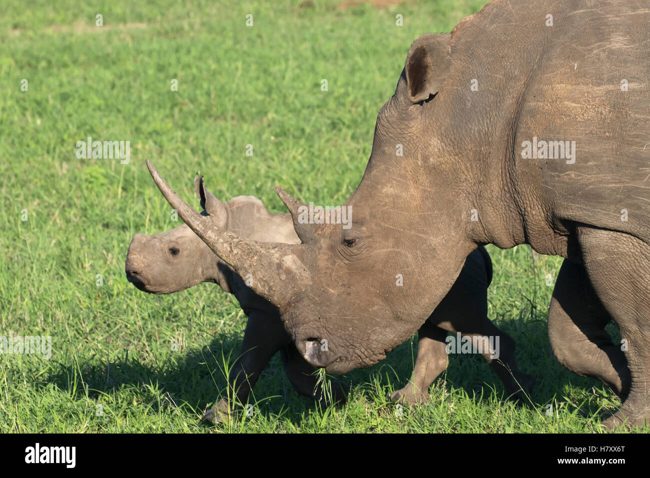 Female rhinoceros (Diceros Bicornis) and her baby; South Africa Stock ...
