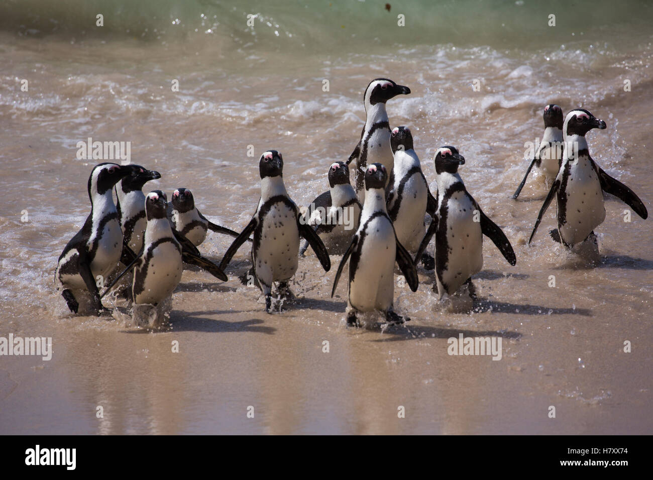 Penguin full view hi-res stock photography and images - Alamy