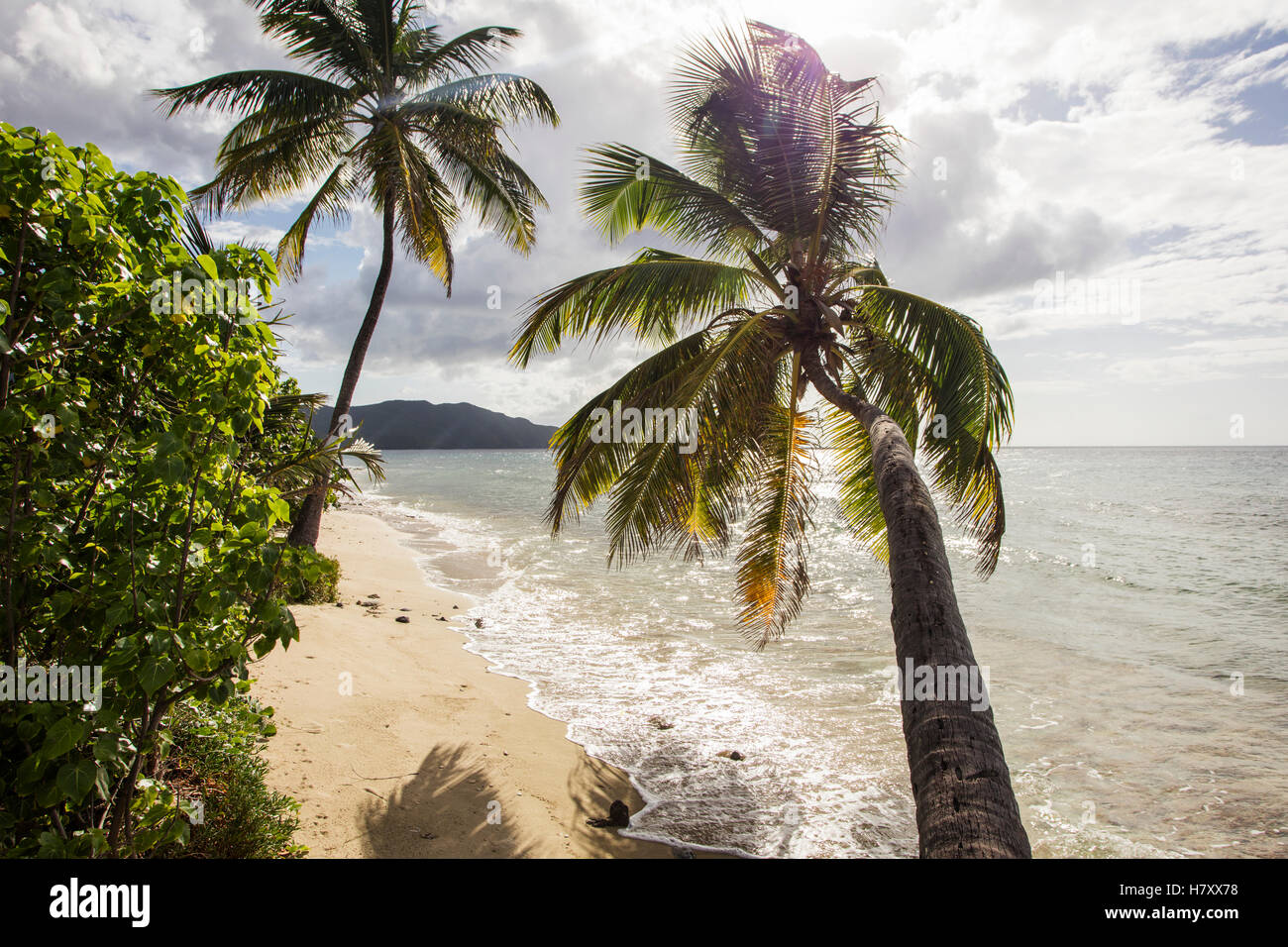 Two palm trees on the beach with sun flare; St. Croix, Virgin Islands ...