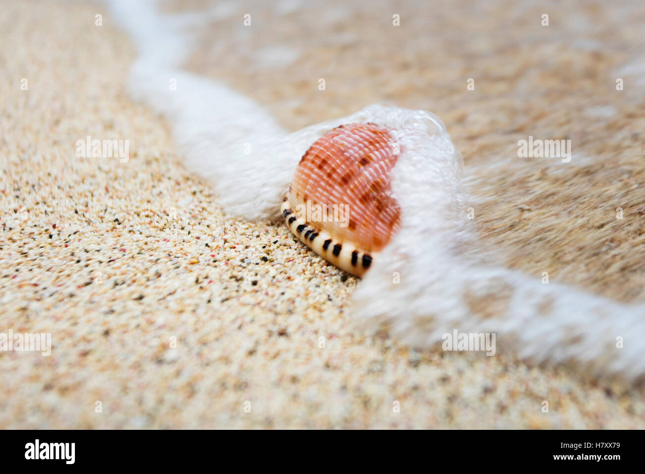 Cowry shell hi-res stock photography and images - Alamy