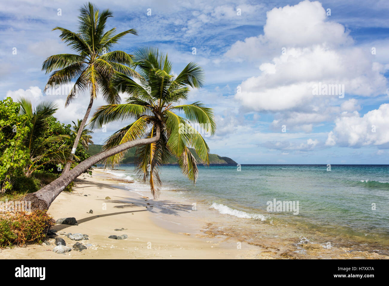 A gorgeous palm tree stretches out over the beach; St. Croix, Virgin ...