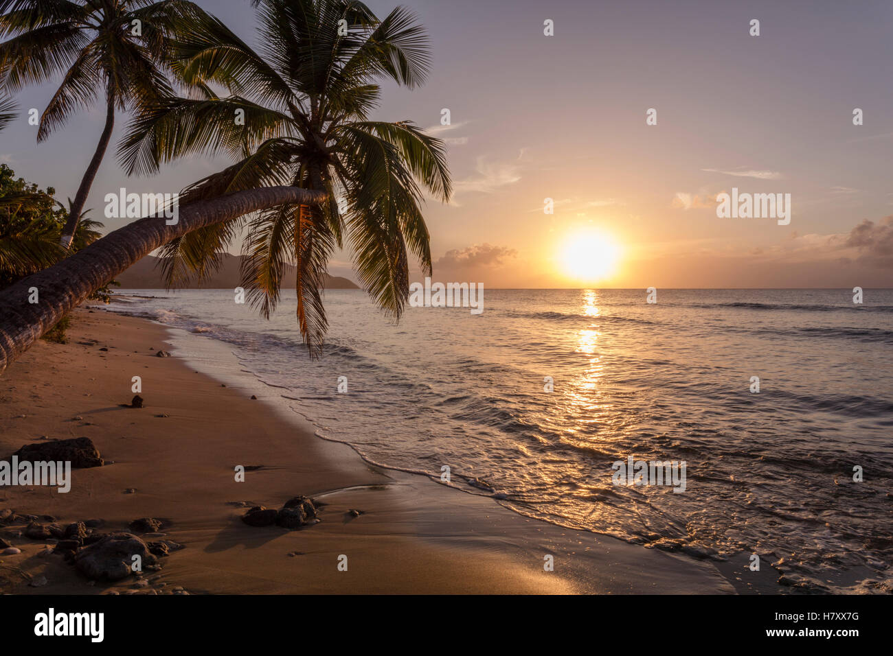 A palm tree silhouette at sunset; St. Croix, Virgin Islands, United ...