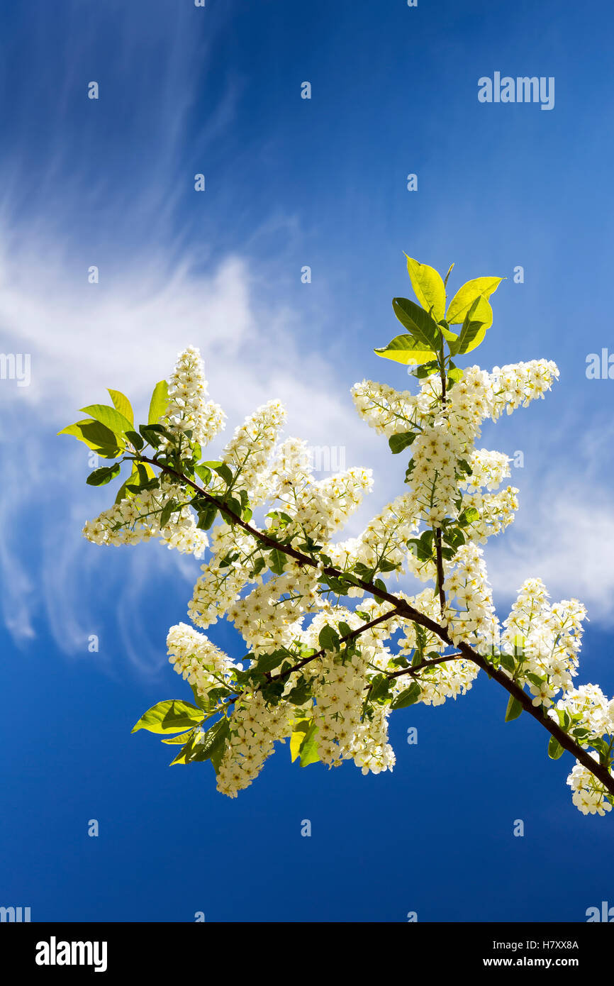 Low angle looking up at a flowering Mayday tree with blue sky and ...
