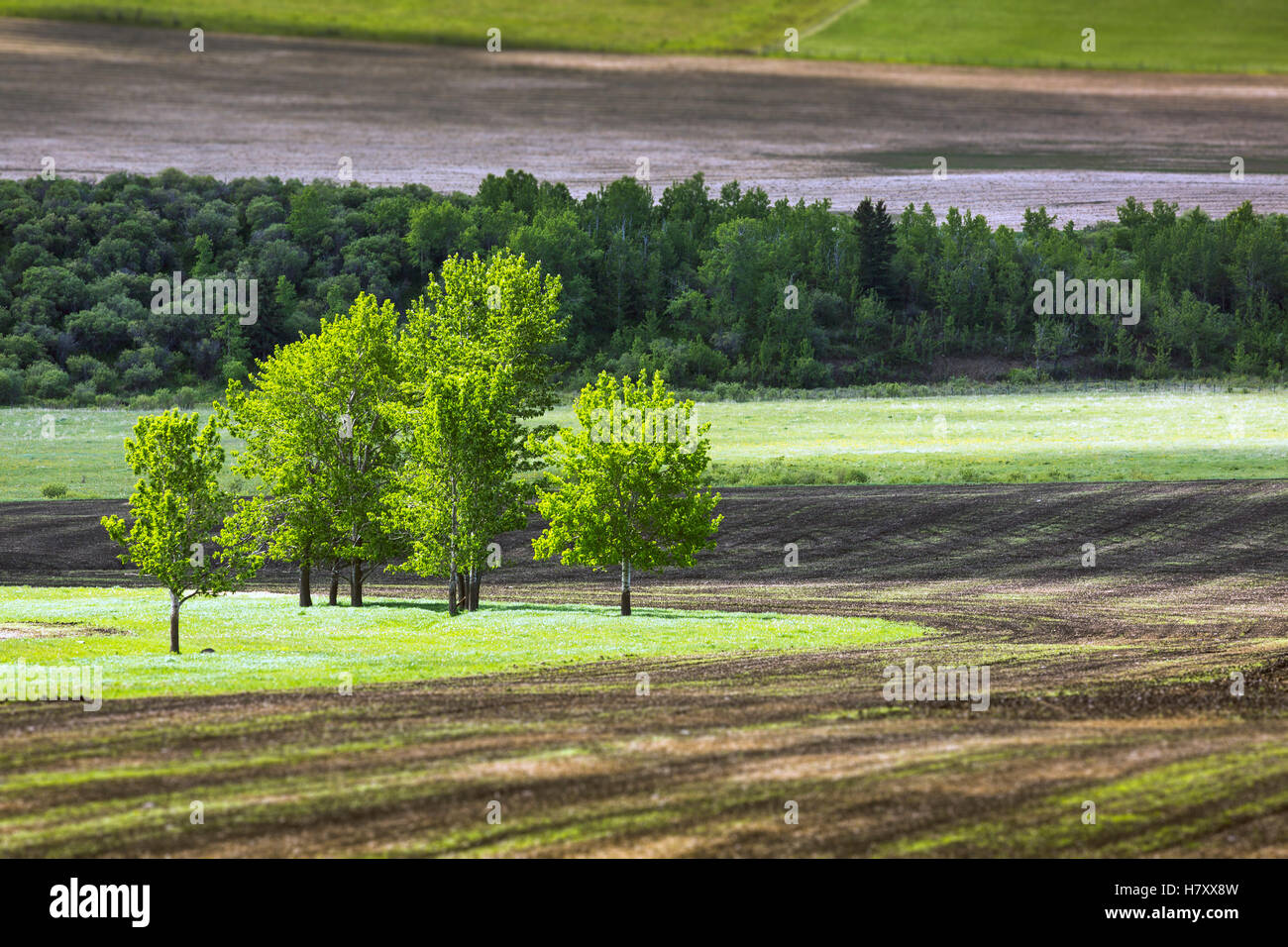 A group of trees in a grassy field surrounded by soil and a row of ...