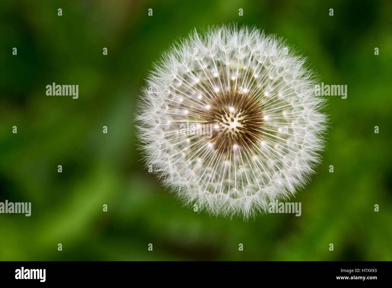 Extreme close up looking down on the plant of a dandelion fuzzy seeds ...