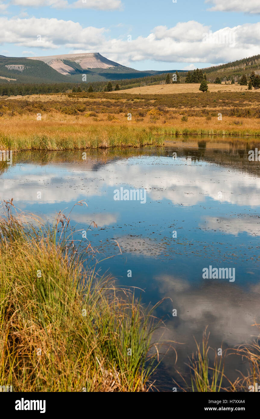 Alberta back country, Clearwater County; Alberta, Canada Stock Photo ...