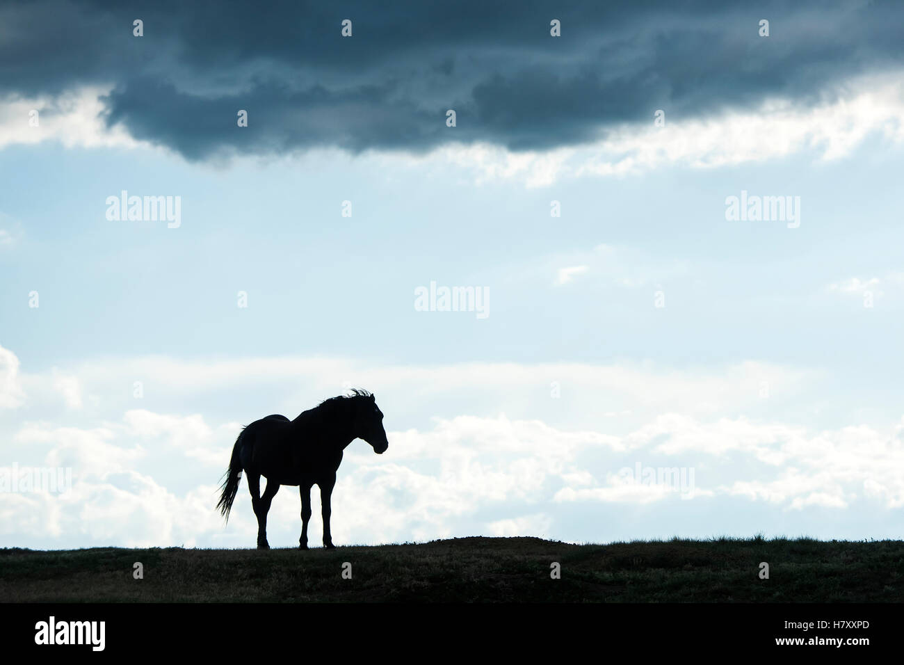 Wild horse silhouette hi-res stock photography and images - Alamy