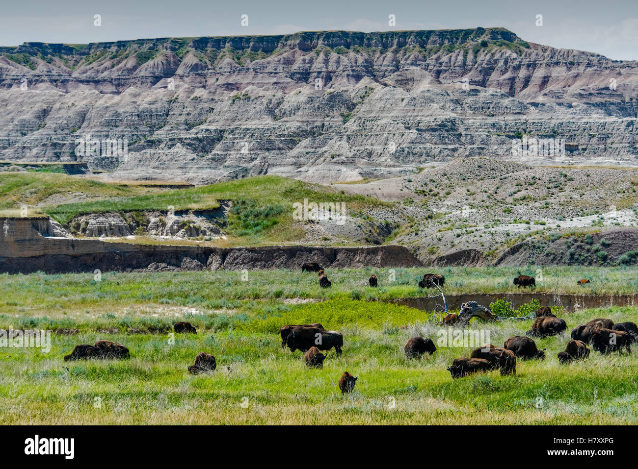 Bison (Buffalo), Badlands National Park; South Dakota, United States of ...