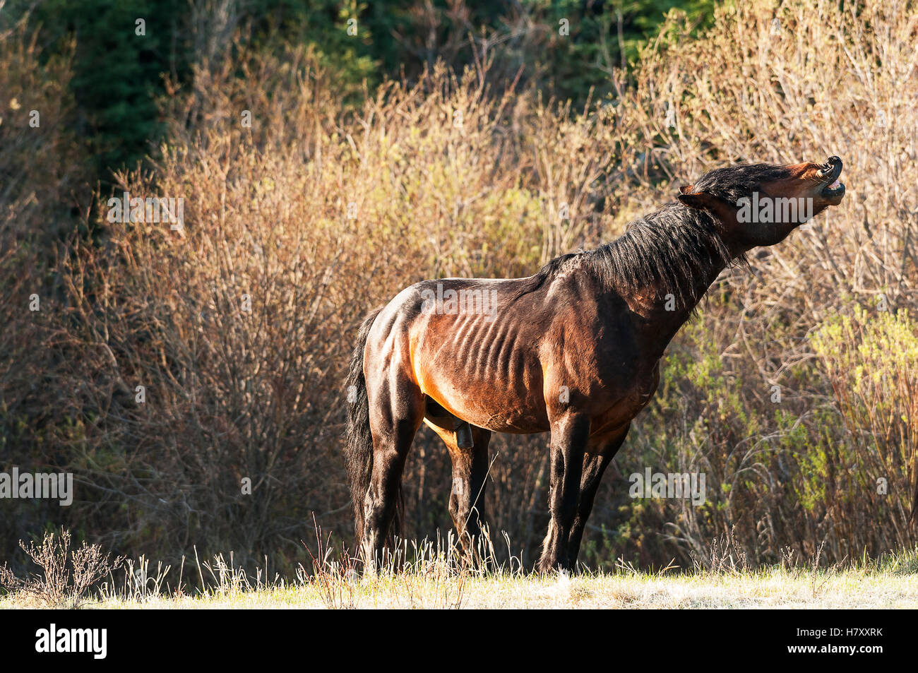 Wild stallion curling lip; Sundre, Alberta, Canada Stock Photo - Alamy