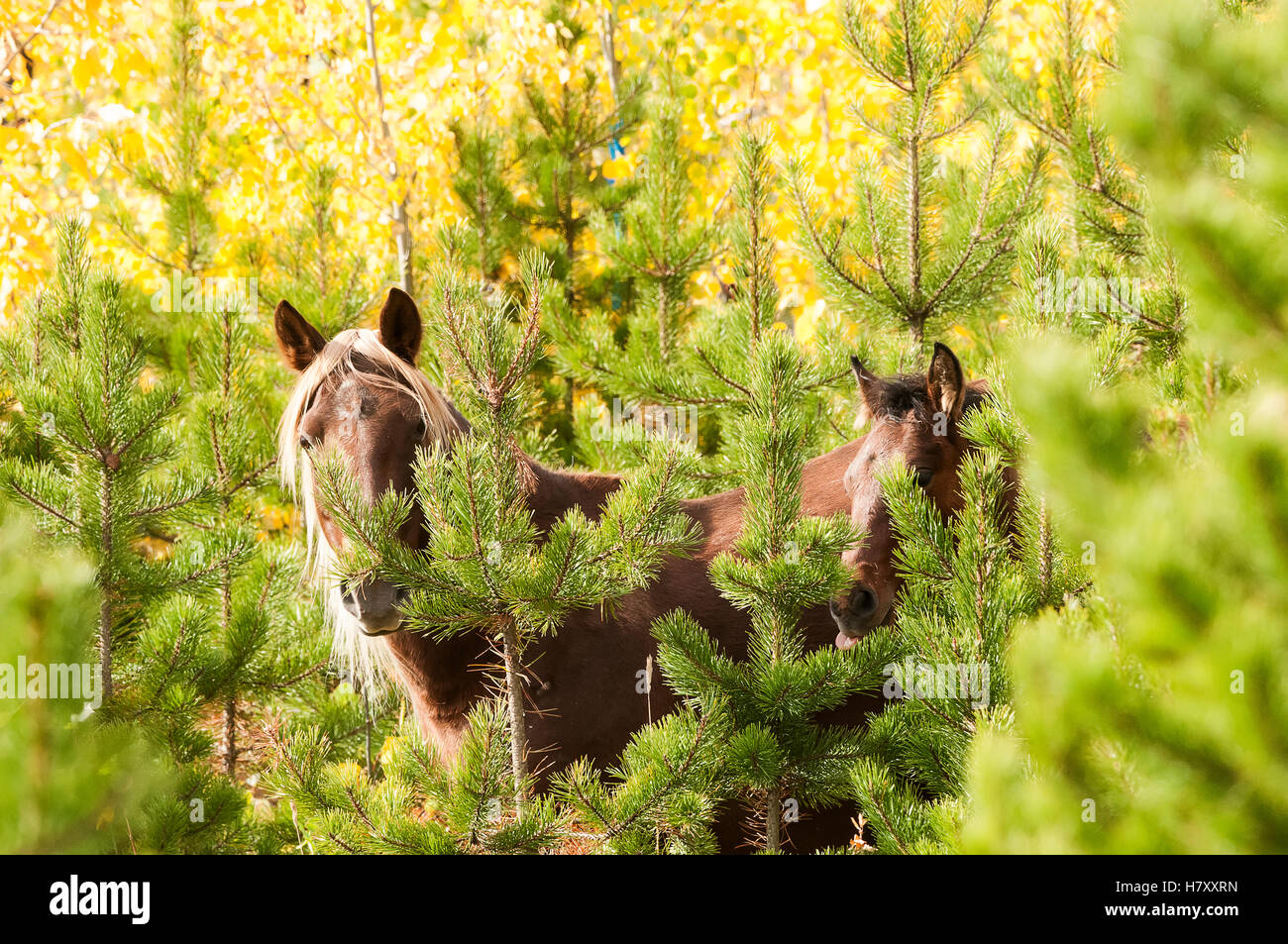 Wild horses standing in the bush; Sundre, Alberta, Canada Stock Photo ...