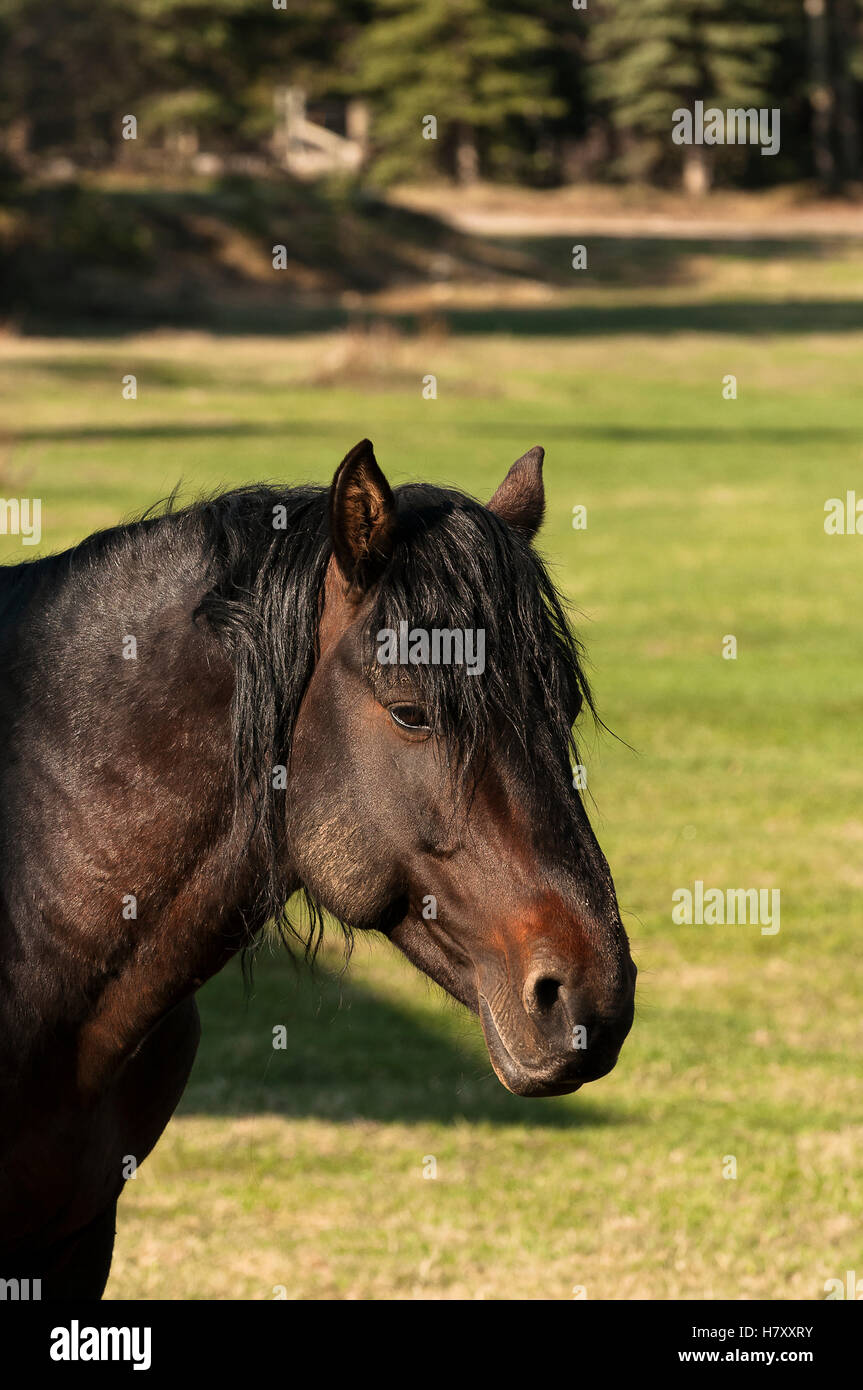 Wild Stallion; Sundre, Alberta, Canada Stock Photo - Alamy